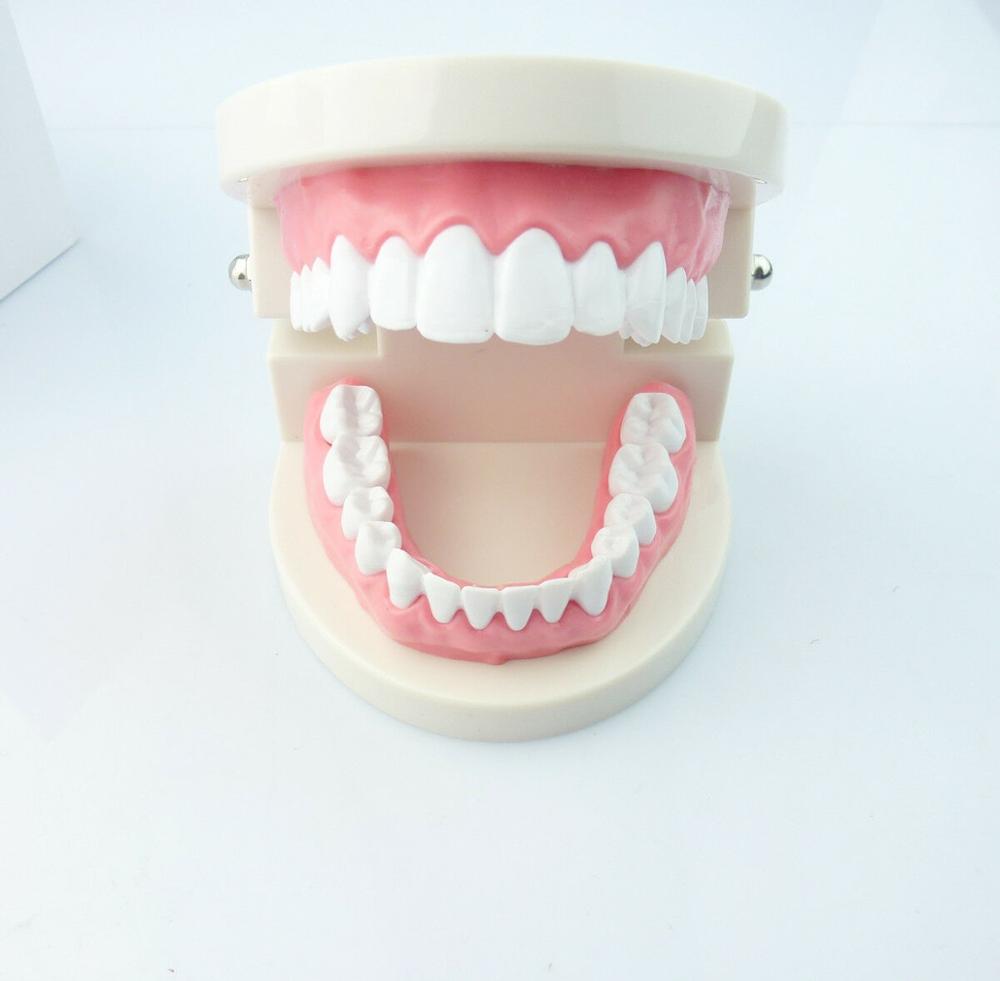 Dental Teeth Model Standard Teaching Learning Prac... – Vicedeal