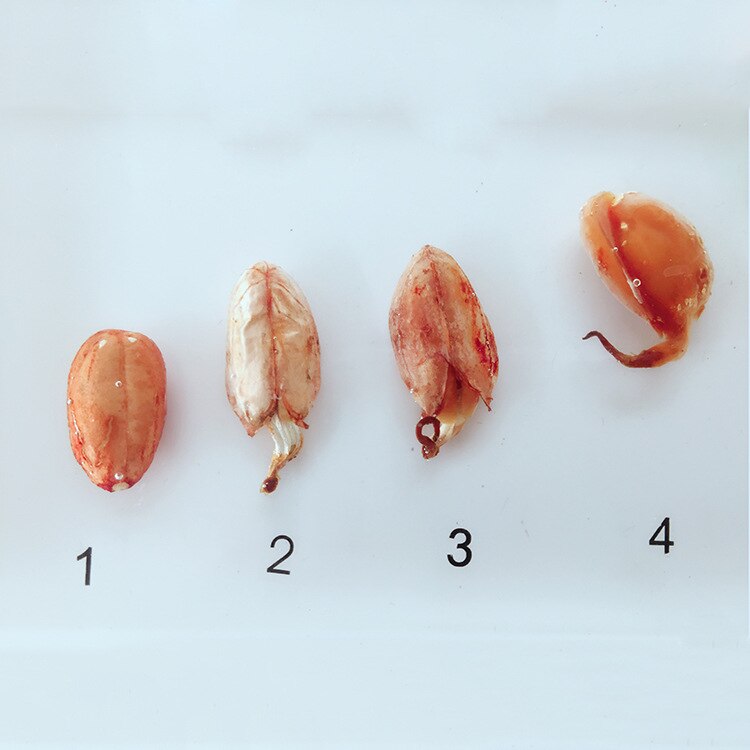Pinda Kieming en Groei Proces Ingebed Specimen Rea... – Grandado