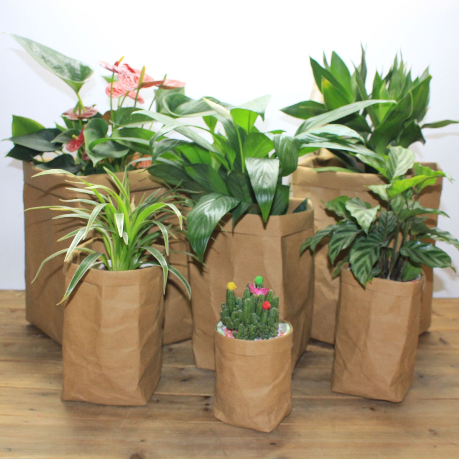 Mini Succulents Planter Pot Washable Kraft Paper F... – Vicedeal