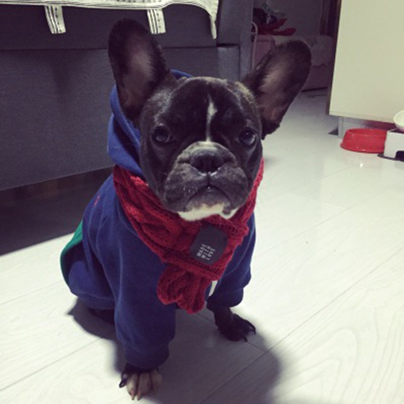 Perro lindo con capucha Ropa para perros abrigo ch... – Grandado