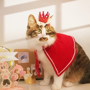 Engraçado gato do cão traje de natal capa hallowee... – Vicedeal