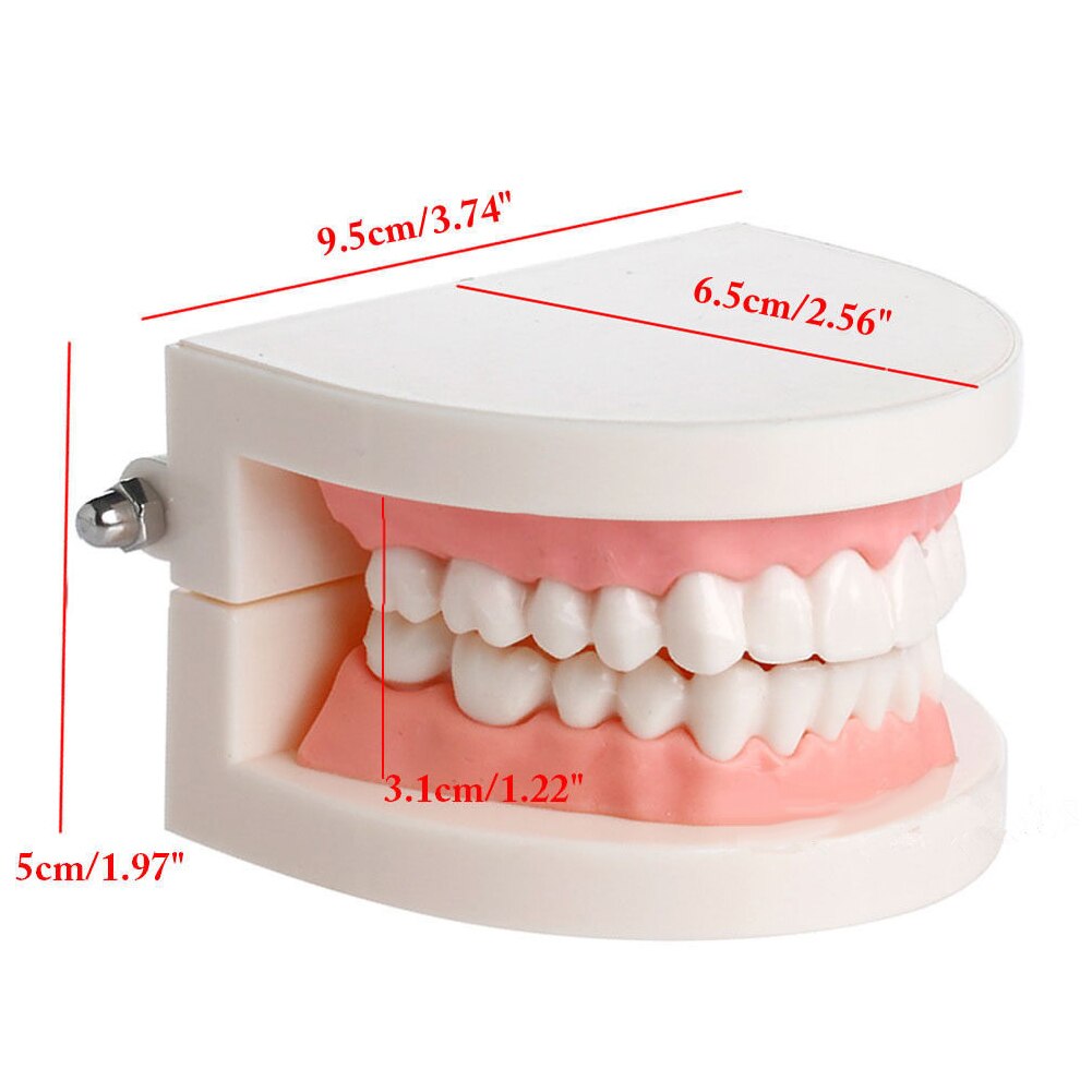 Dental Study Teaching Teeth Model Oral Care Tooth ... – Grandado