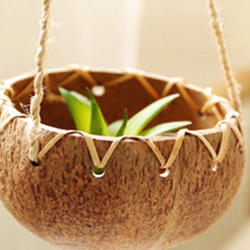 Coconut Shell Succulent Planter Pot Bonsai Flowerp... – Grandado