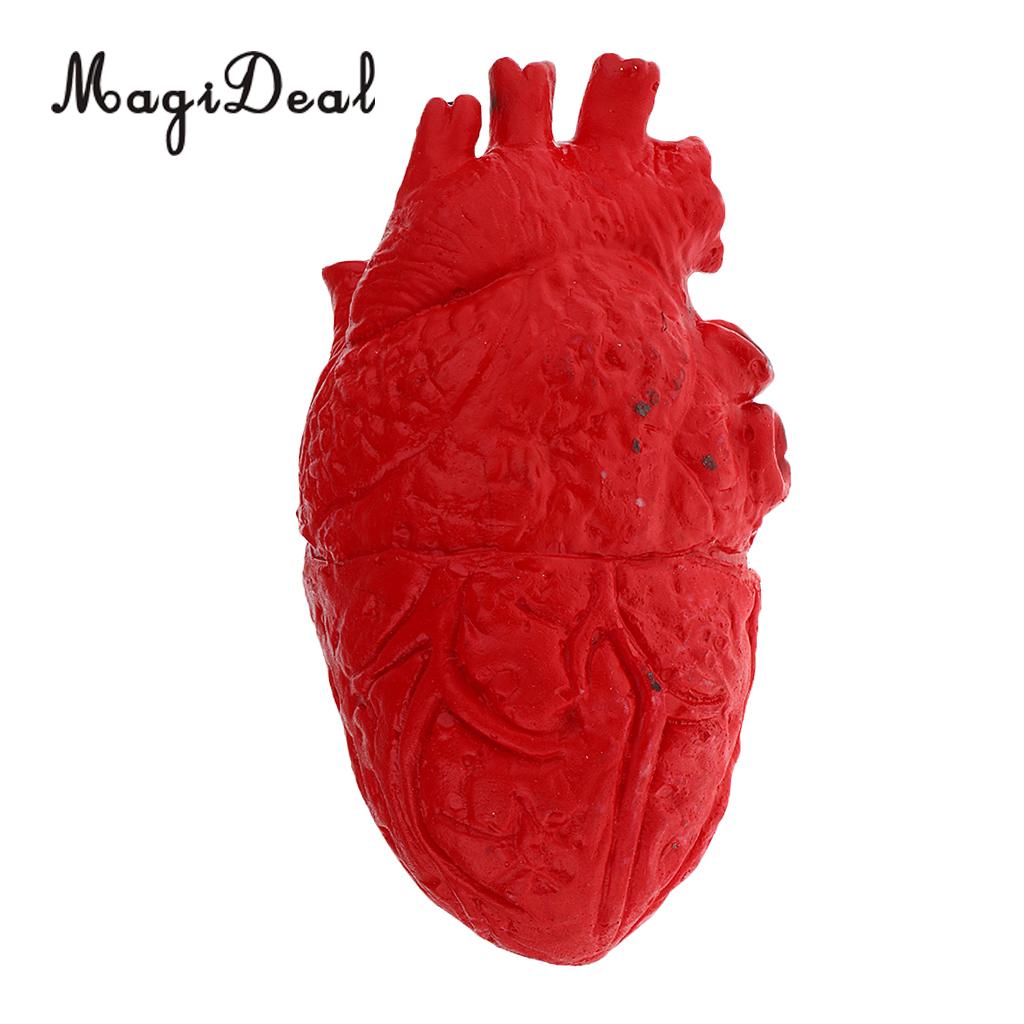 Lifelike Human Heart Model-Chop Shop Body Part Org... – Grandado