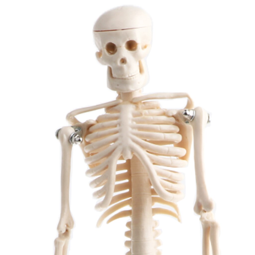 42cm Educational Children Body Skeleton Model with... – Grandado