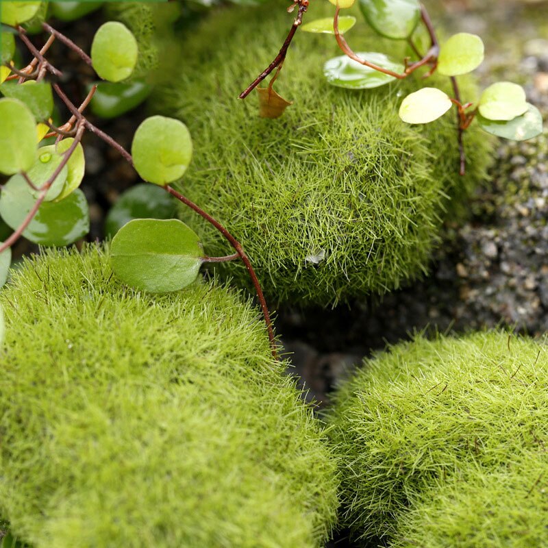 Potted Moss Garnish Imitation Moss Stone Flocking ... – Grandado