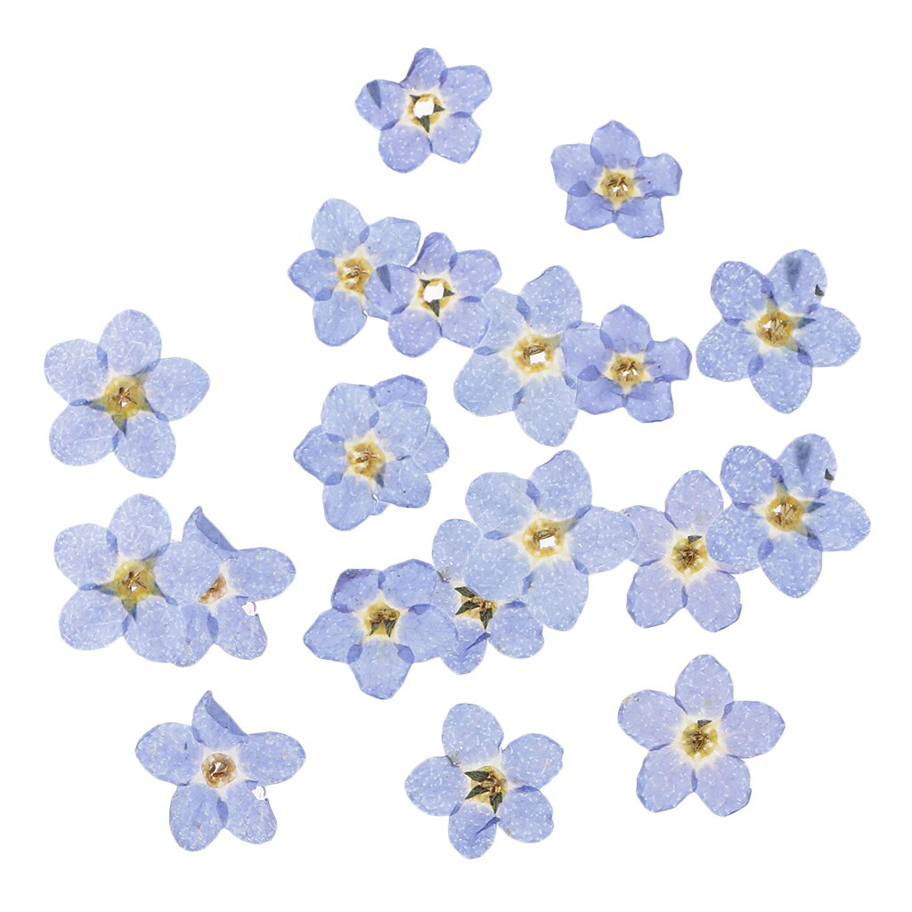20pcs Pressed Natural Dried Flowers Forget Me Not ... – Grandado