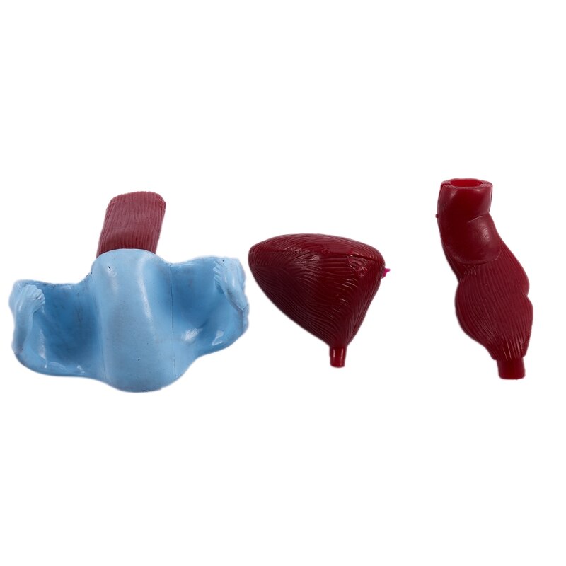 Vrouwelijke Bekken En Voortplantingsorganen Model ... – Vicedeal