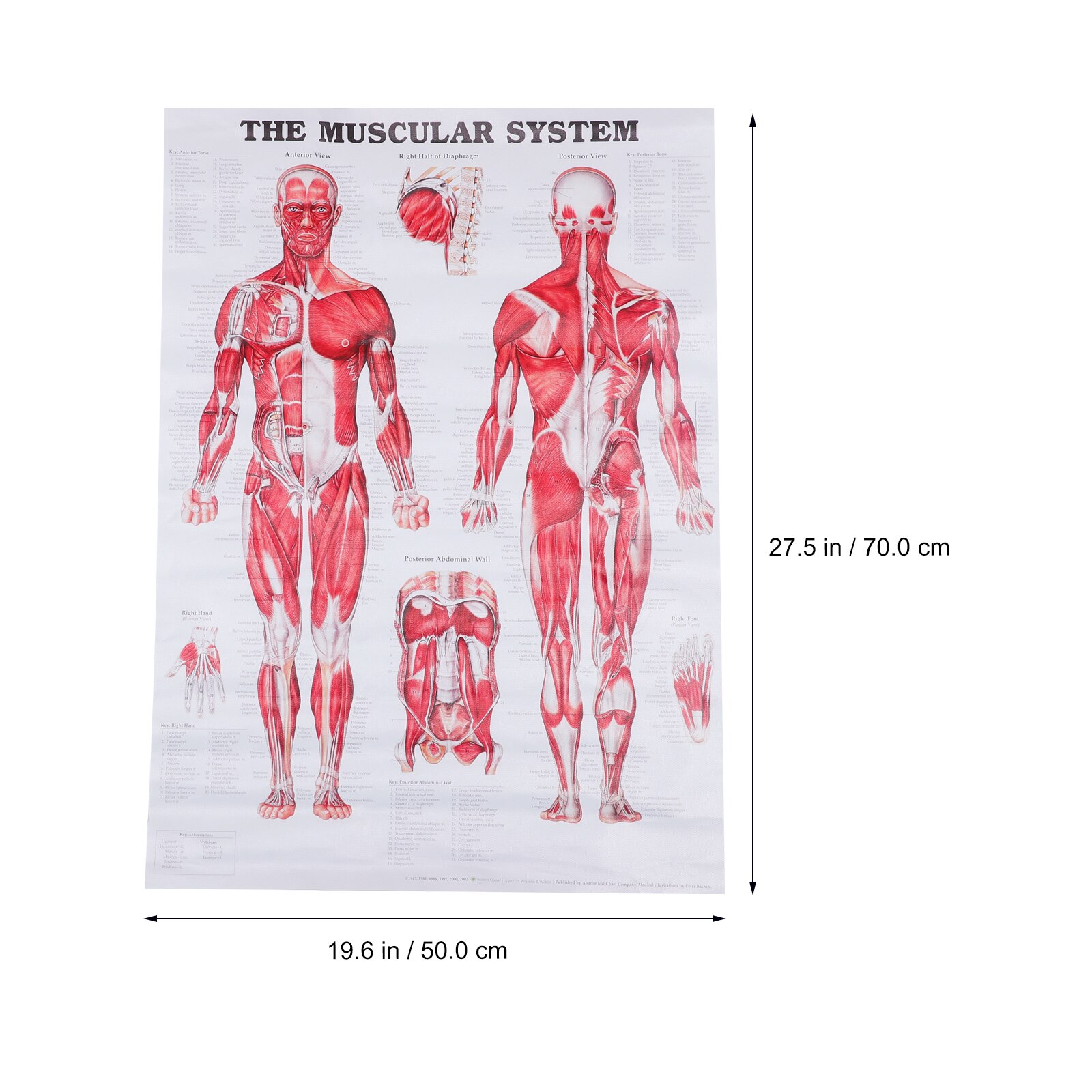 1pc Anatomical Poster Clear Practical Wall Decor A... – Grandado