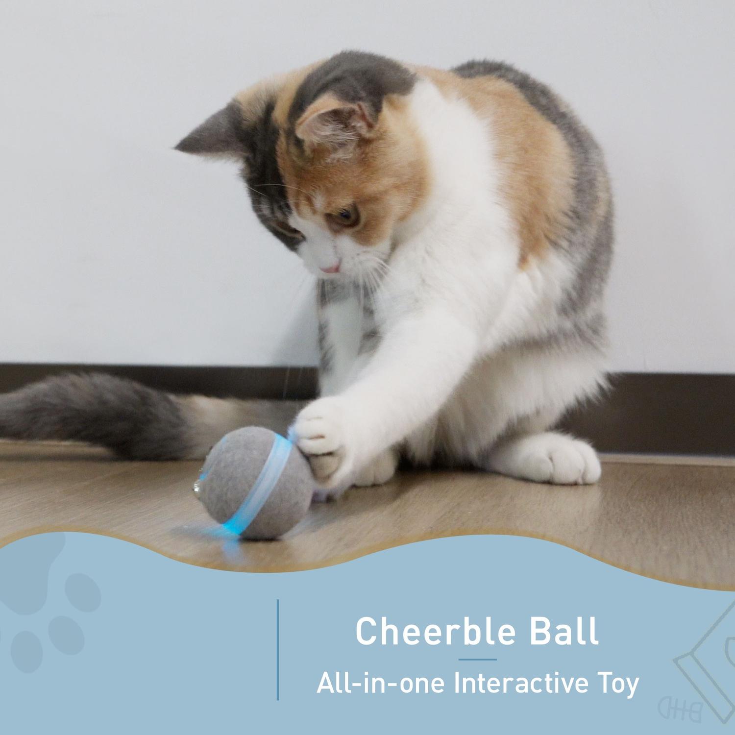 Wicked Ball - Interactive Toy for Dog and Cat - Gr... – Grandado