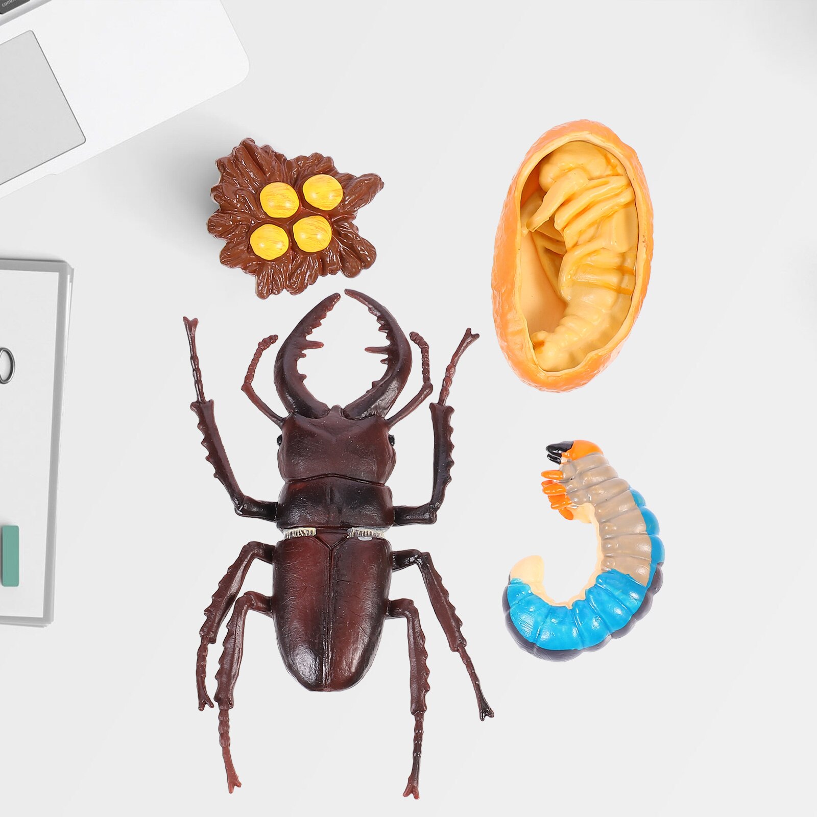 Early Education Toys Simulated Biology Growth Cycl... – Grandado