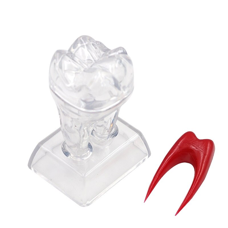 Dental Base Hard Teeth Model Detachable Tooth Mola... – Vicedeal