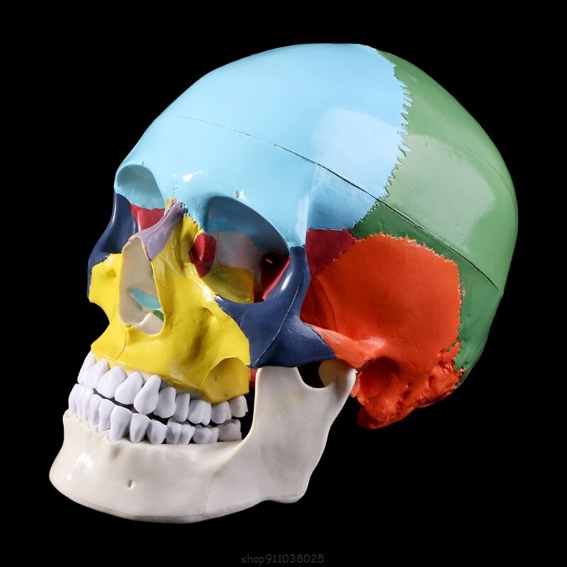 Life Size Colorful Human Skull Model Anatomical An... – Vicedeal