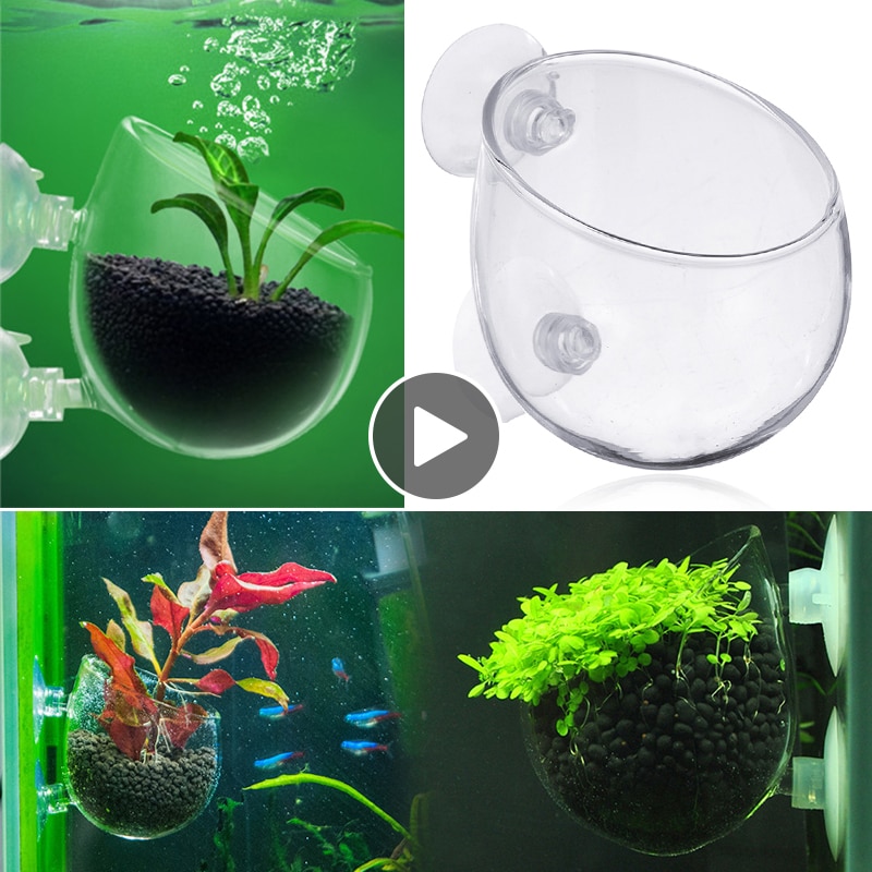 1Pack Aquatic Plant Glass Cup Pot for Aquarium Fis... – Grandado