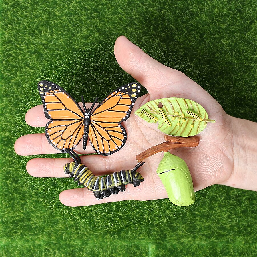 Levenscyclus Cijfers Van Lieveheersbeestje, Vlinde... – Vicedeal