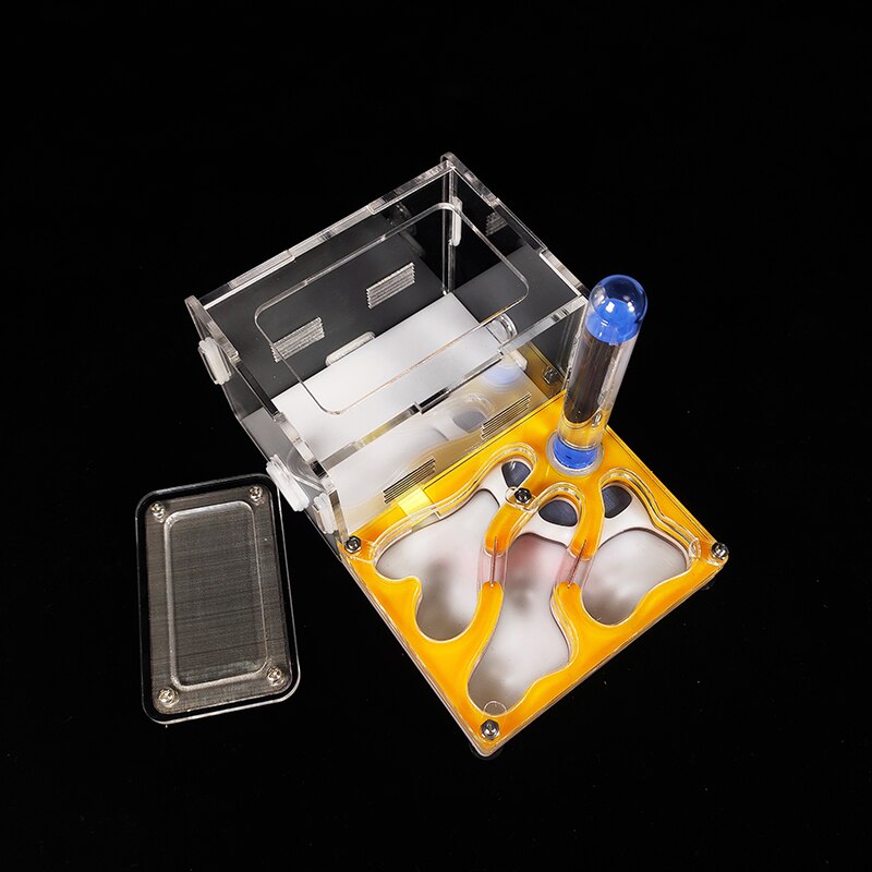 Yellow Ant Nest Acrylic Ant Villa Mini Ant Farm In... – Grandado