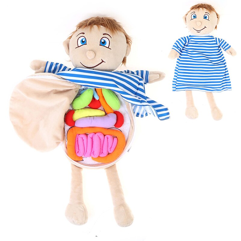 Model Anatomy Doll Human Torso Body Model Anatomy ... – Vicedeal