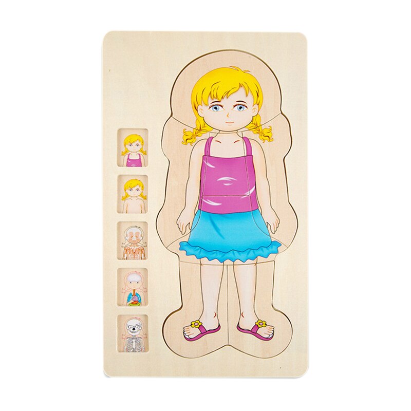 Multi-Layer Wooden Human Puzzles Human Body Struct... – Grandado
