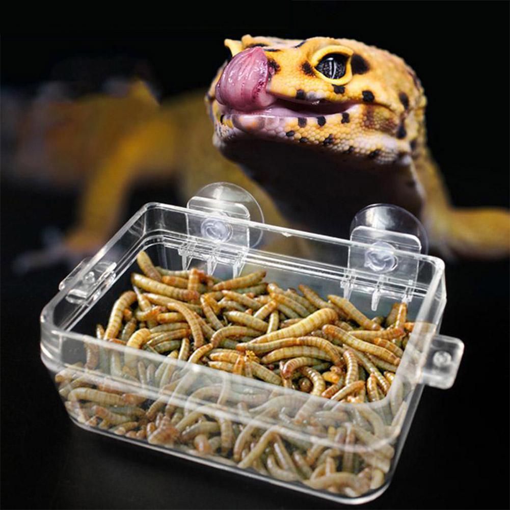 None Transparent Anti Escape Box Feeder for Reptil... – Vicedeal