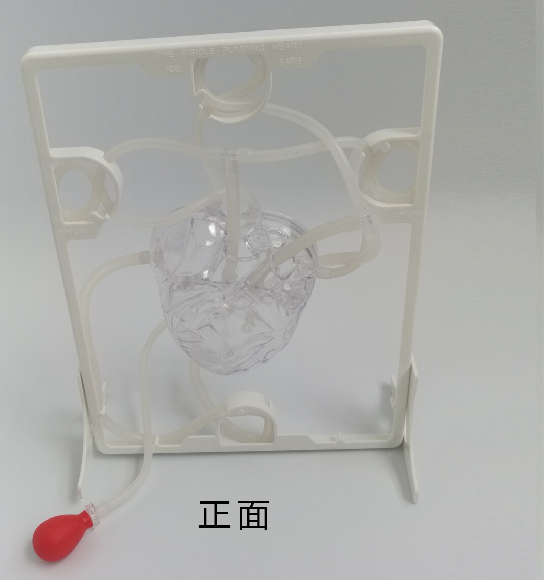 Cardiac blood circulation model children's edu... – Grandado
