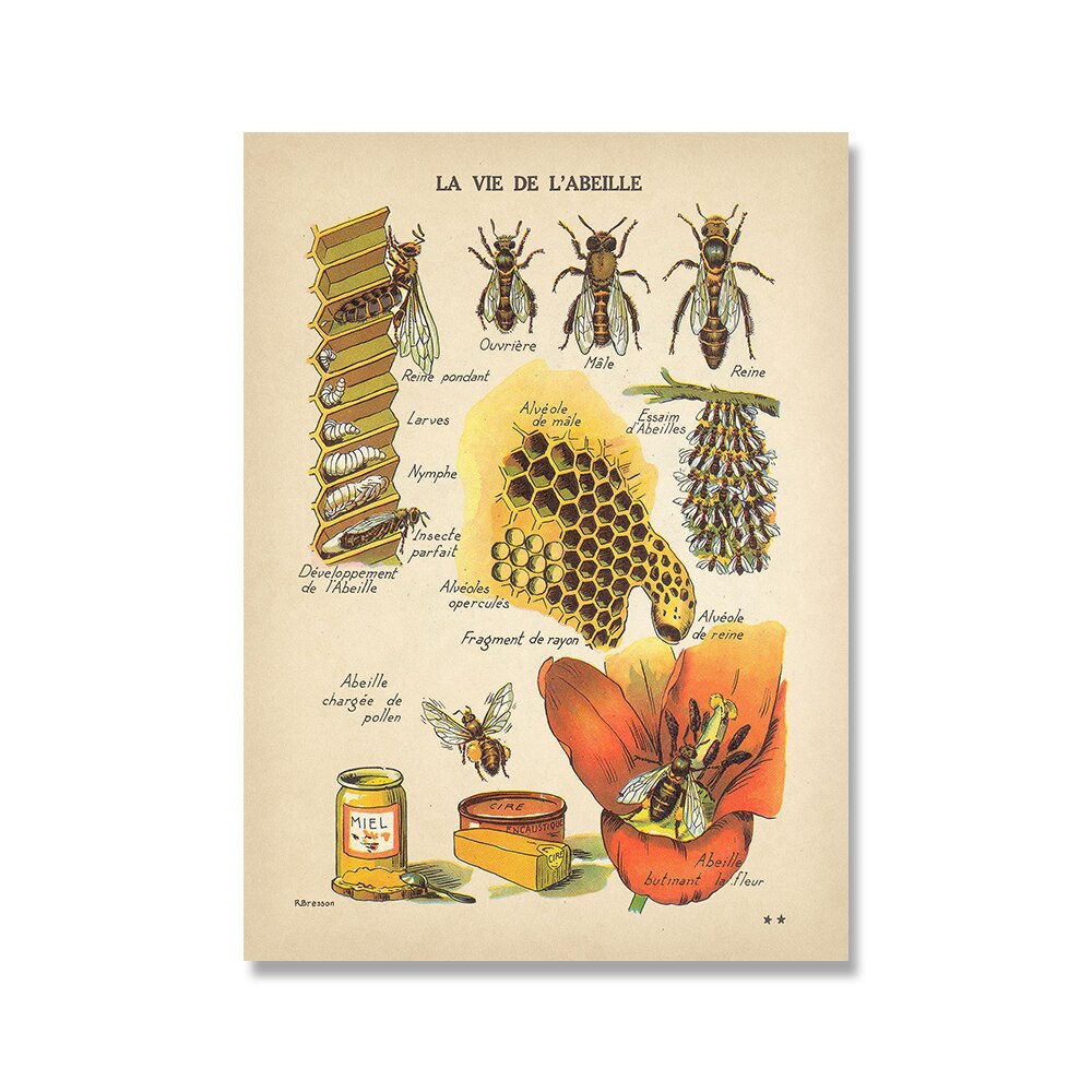 Antique Bees Prints Natural Poster Insects Vintage... – Vicedeal