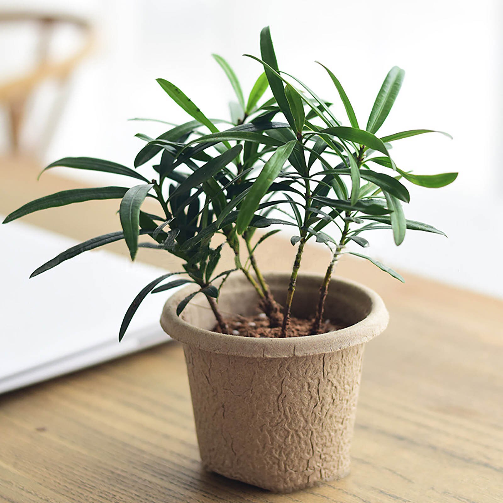 Garden Supplies Nursery Pots Pulp Peat Pot Plant C... – Vicedeal