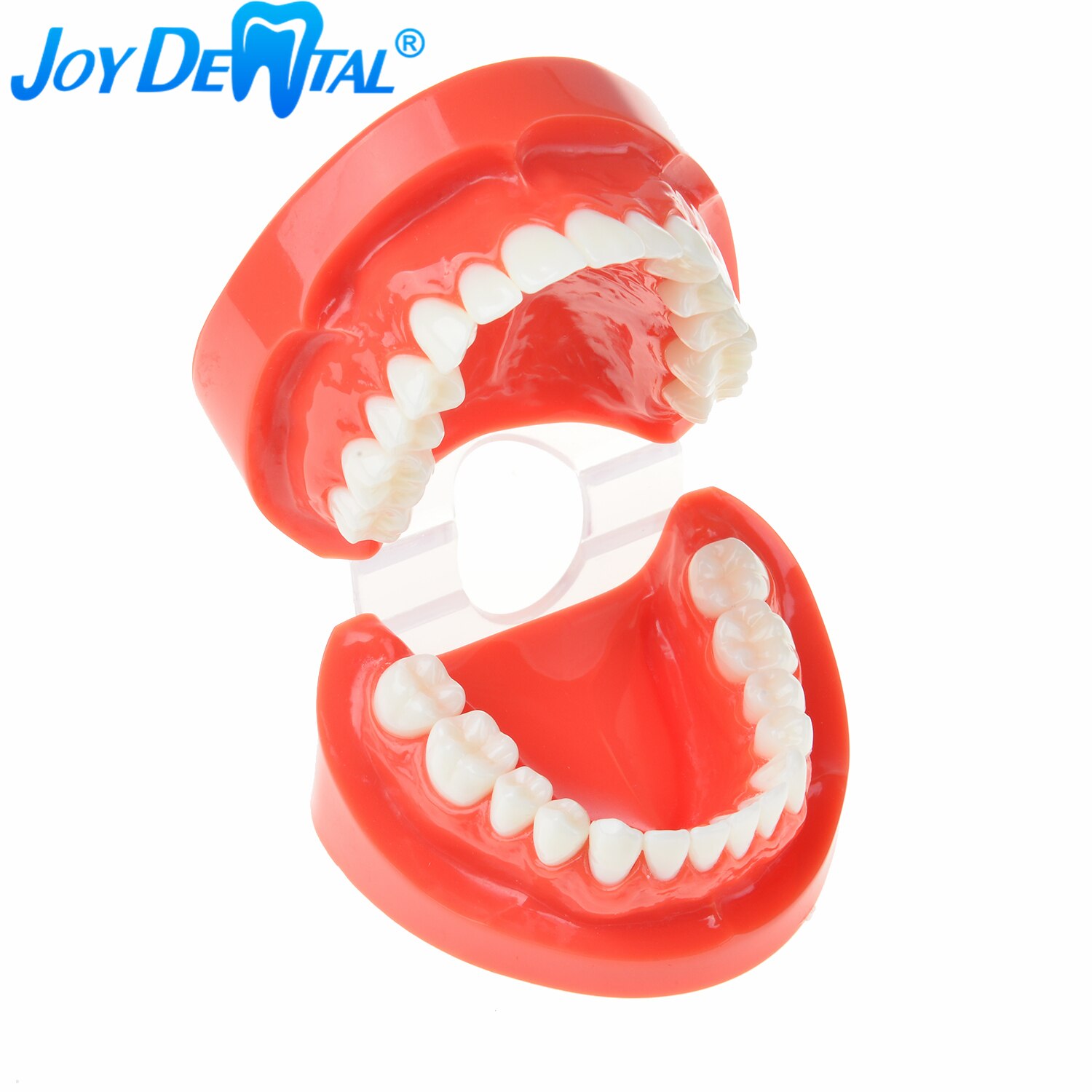 Dental Study Teaching Tooth Adults Standard Teeth ... – Vicedeal