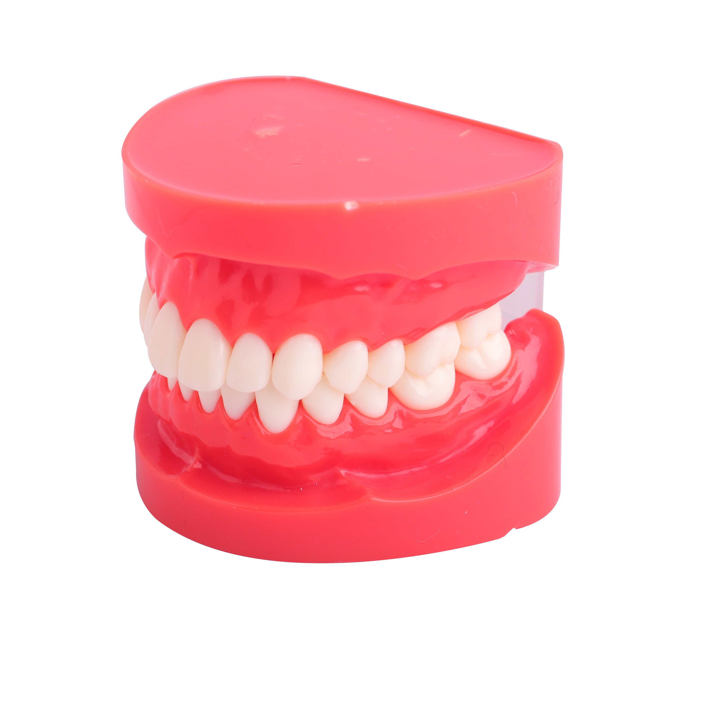 CNSEATO Dental 1:1 Standard Adult Teeth Model M700... – Vicedeal