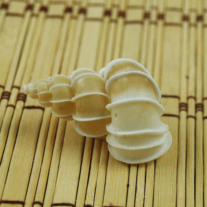 Chishi Snail Specimen Conch Shell White Collection... – Grandado