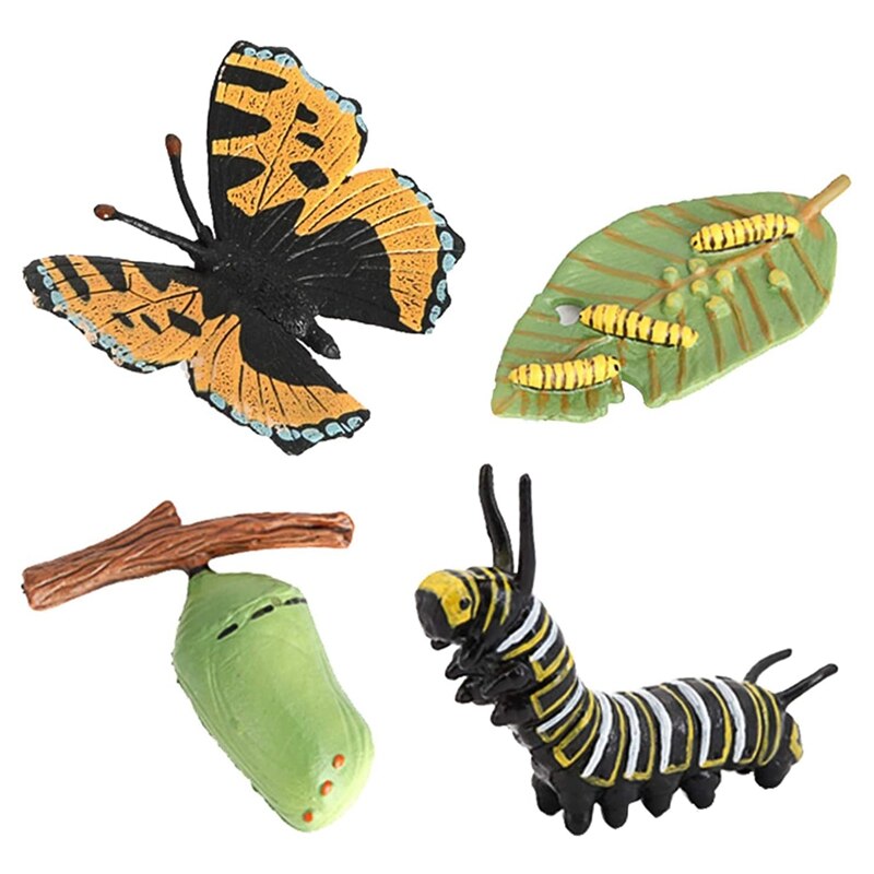 Life Cycle Of A Butterfly,Insects Life Cycles Grow... – Vicedeal