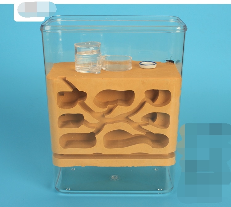 Ant Nest With Composite Plaster Ecological Nest An... – Grandado