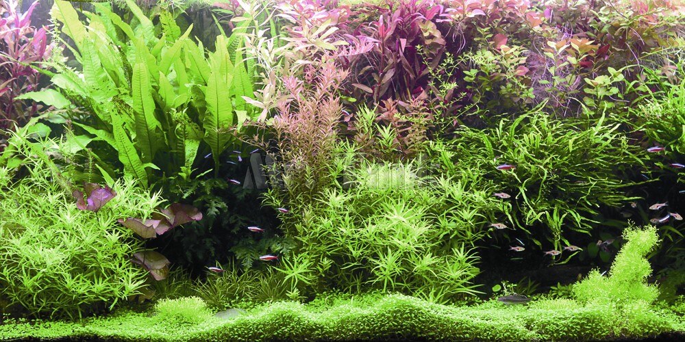 Custom Size Aquarium Background Poster With Self-A... – Grandado