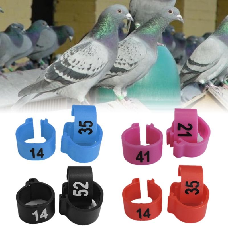 100 Pcs Number Recognition Bird Foot Ring Species ... – Grandado