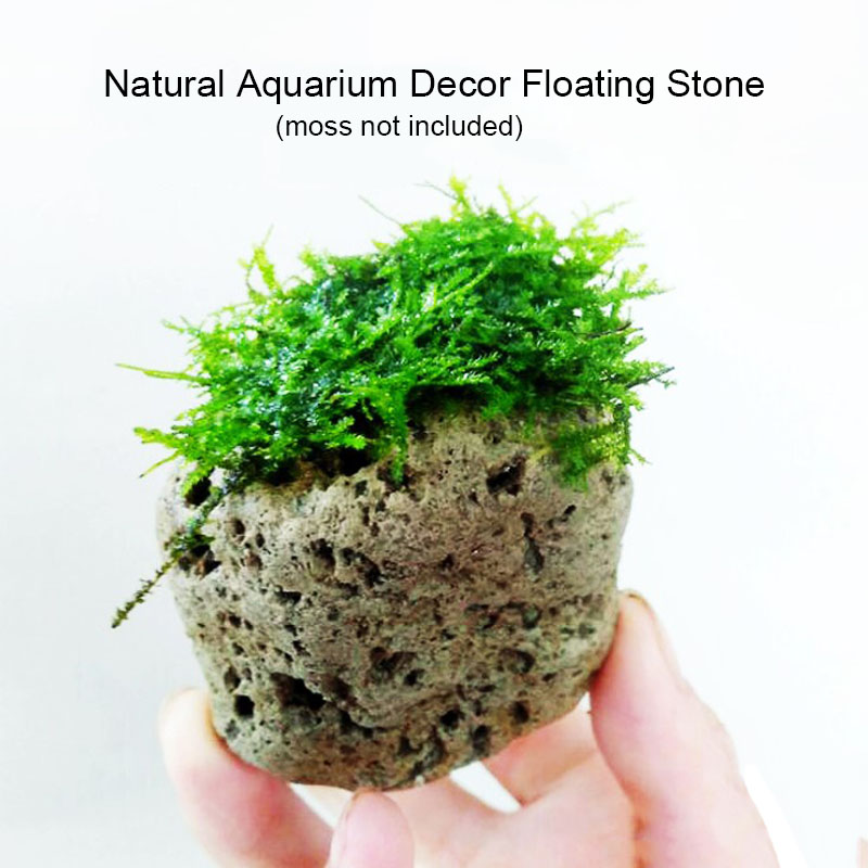 Small Size 5cm Natural Unique Shape Aquarium Fish ... – Grandado