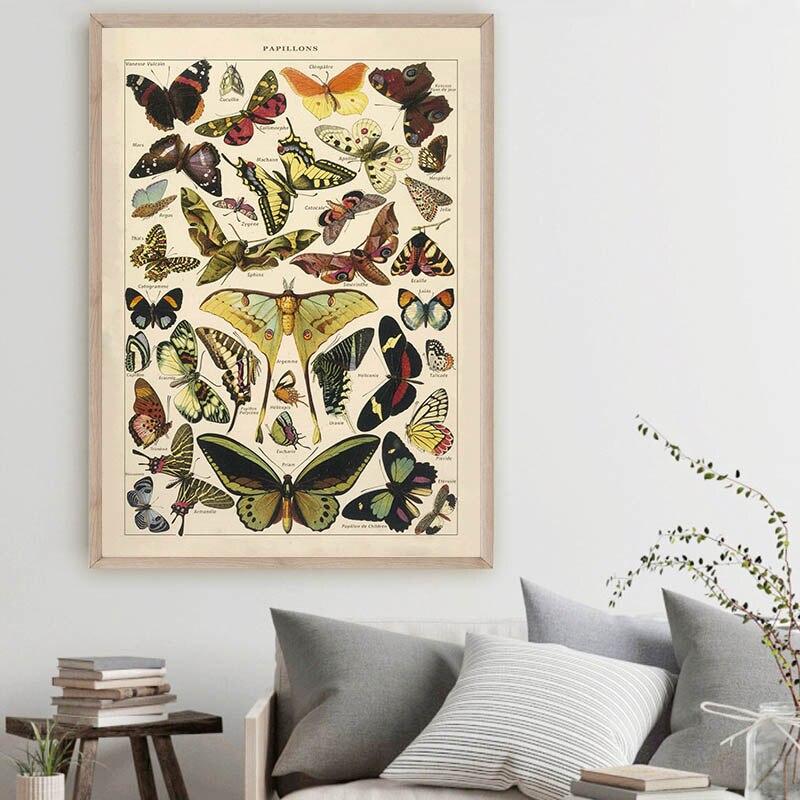 Butterfly Insect Vintage Poster Print Biology Educ... – Grandado