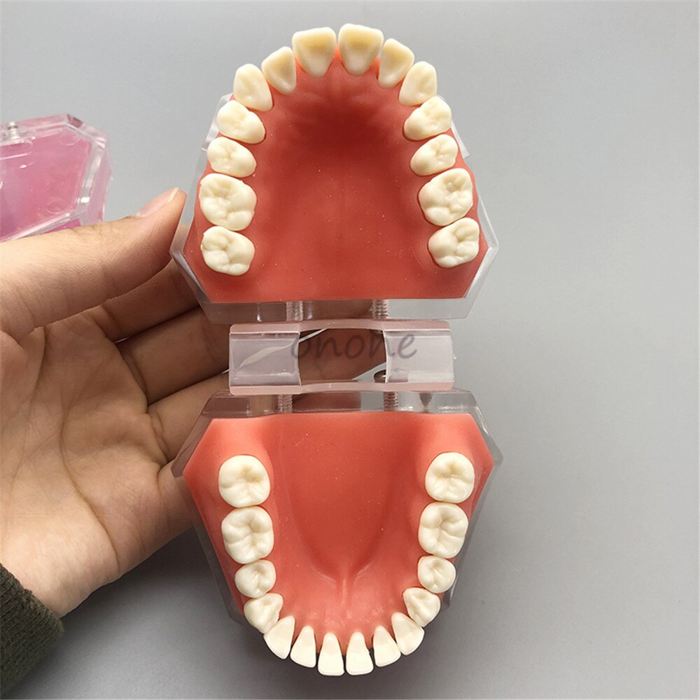Dental Standard Model with Removable Teeth Dental ... – Vicedeal