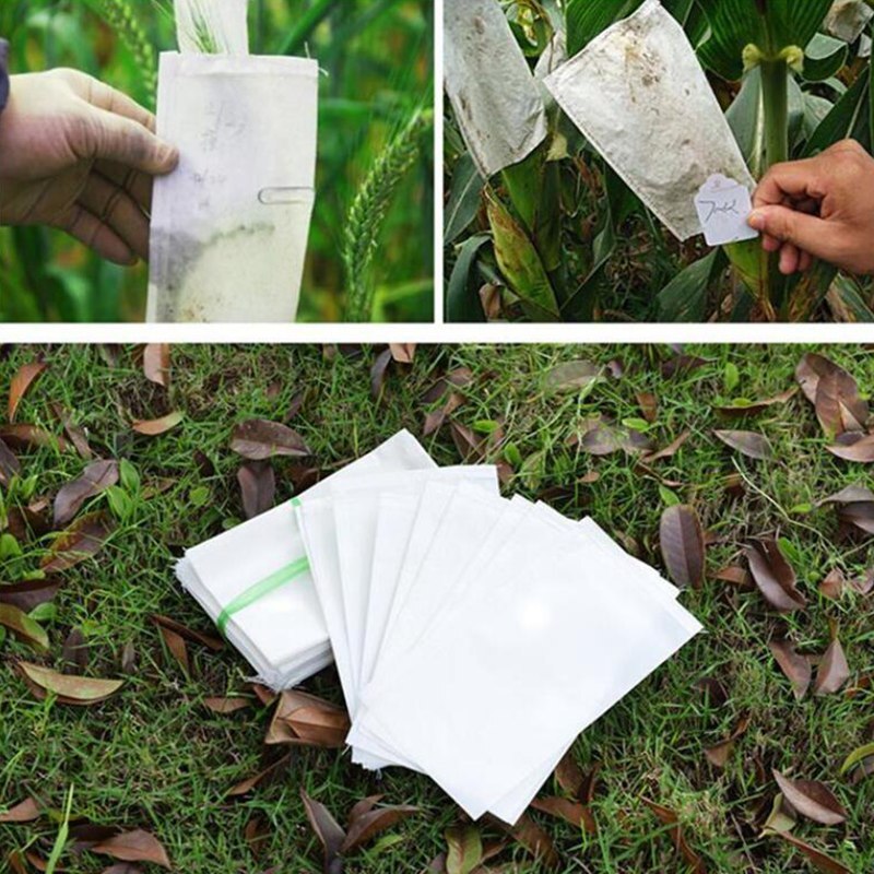50pcs Agricultural Pocket Culture Crops Wheat Corn... – Grandado