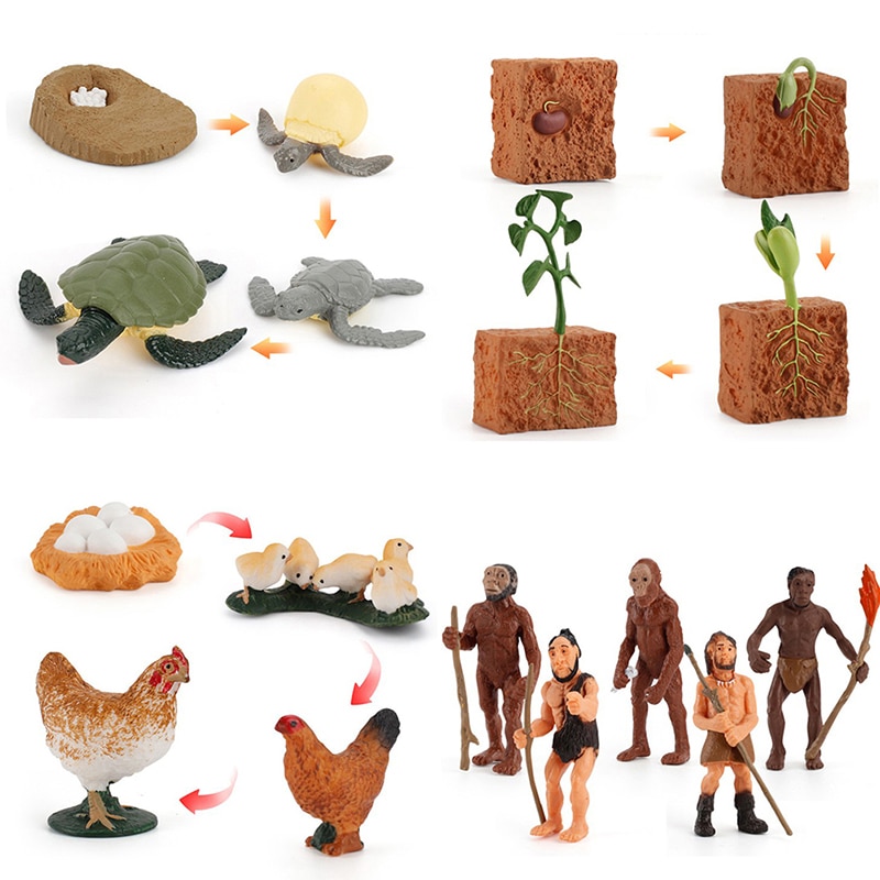 Cognitive Toy Simulation Life Cycle Animals Plant ... – Vicedeal Cognitive Toy Simulation Life Cycle Animals Plant ... – Vicedeal