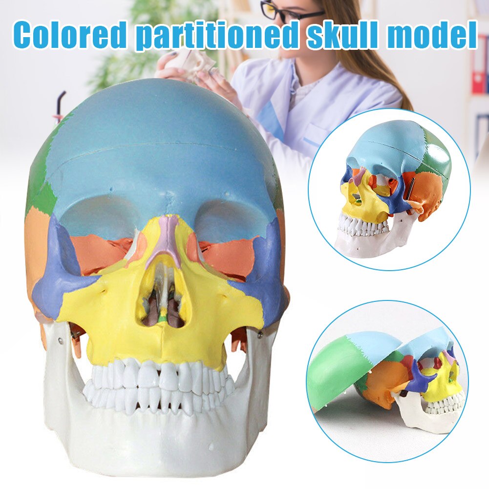 Colored Skull Model Sectioned Head Model Teaching ... – Grandado