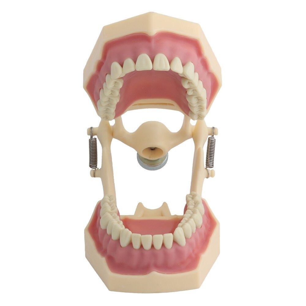 Dental Model Teeth Model Fit Frasaco Dental Teachi... – Grandado