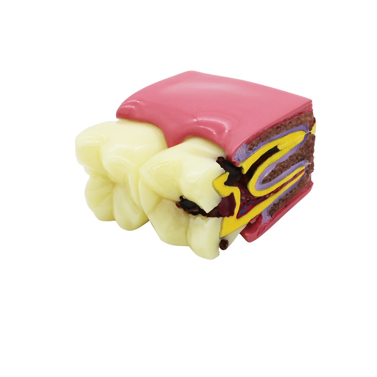 Modelo dental dos dentes, modelo dental transparen... – Grandado