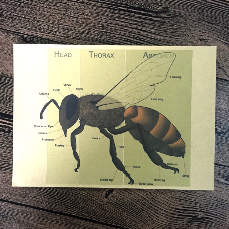 Free ship Retro Bee Chart Vintage Poster Bar/cafe/... – Grandado