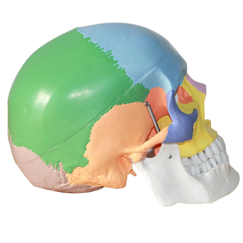 Colored Skull Model Sectioned Head Model Teaching ... – Grandado