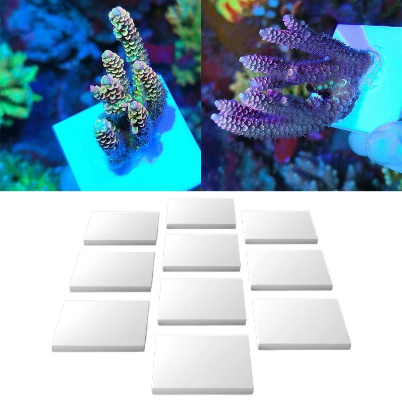 2022 10pcs Ceramic Coral Frags Disk Square Coral B... – Grandado