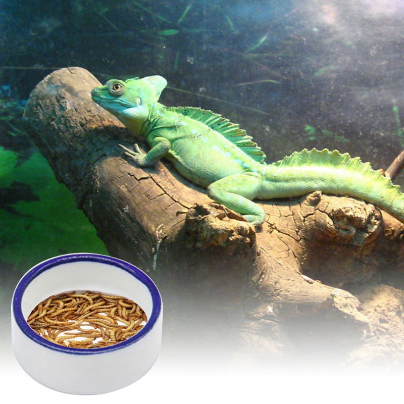 Reptile Bowls Terrarium Feeding Worm Dish Reptile ... – Grandado