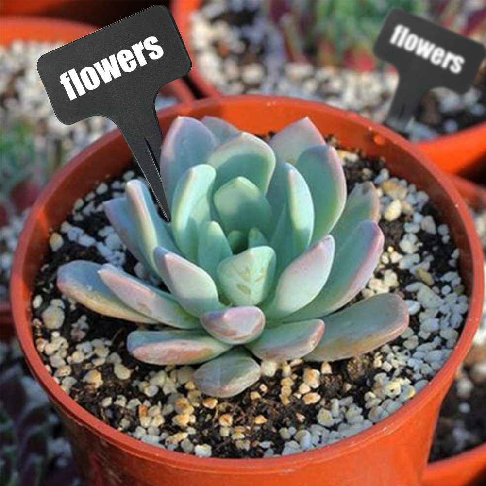 100pcs Plant Labels Blank Plaque Waterproof T Type... – Grandado