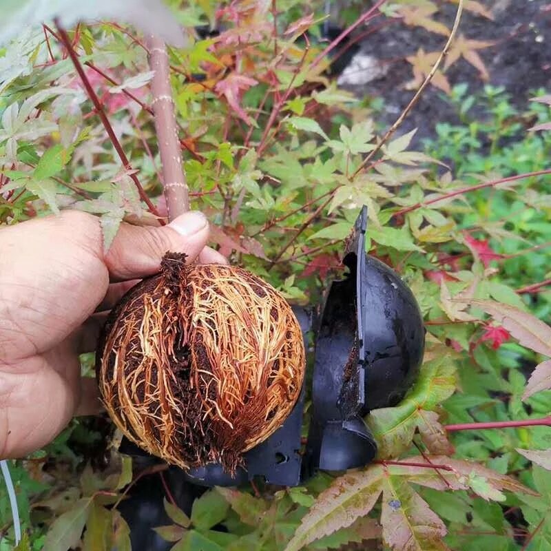1/3pcs Plant Rooting Ball Grafting Rooting Growing... – Grandado