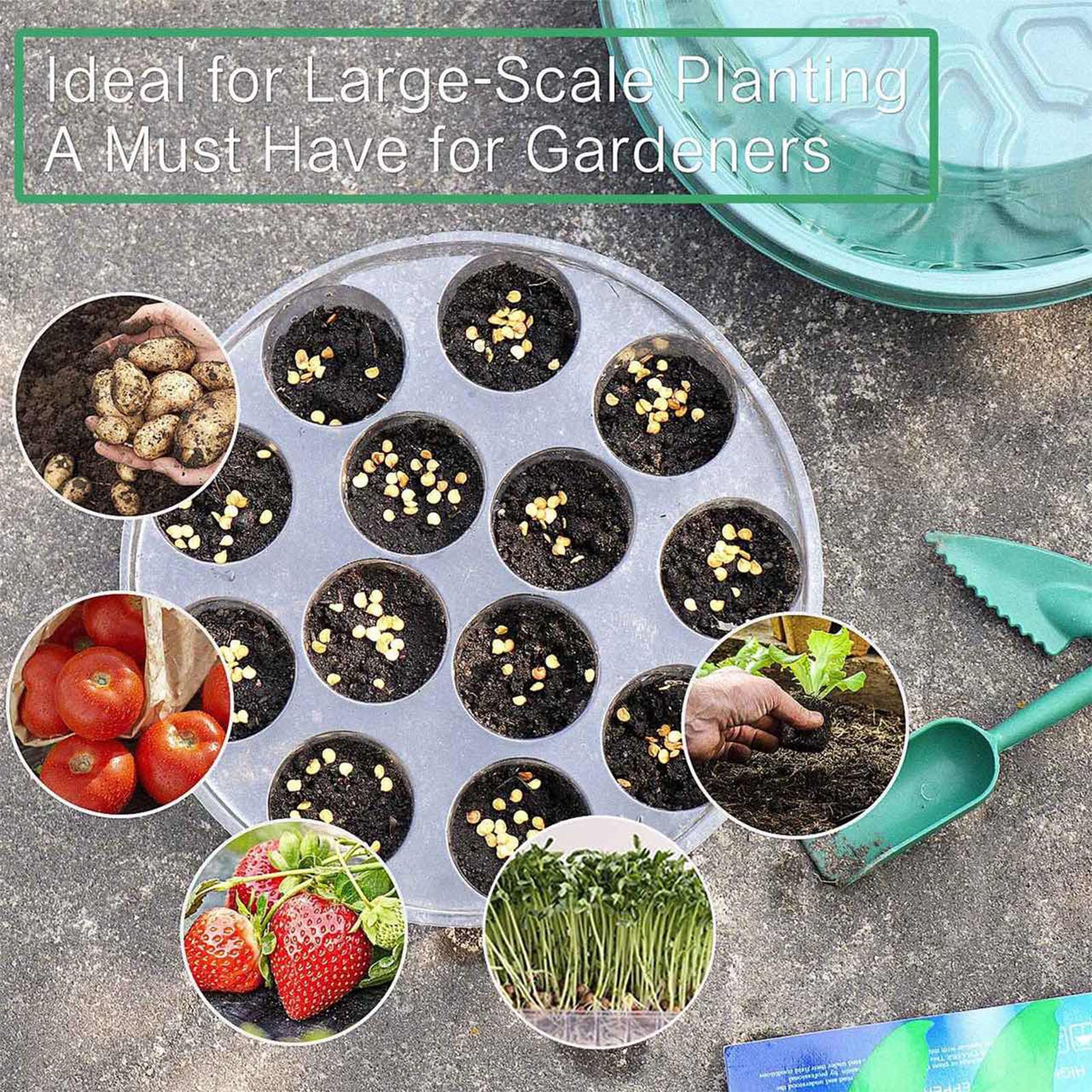 Seed Starter Tray Kit - 13 Cells Mini Propagator w... – Grandado