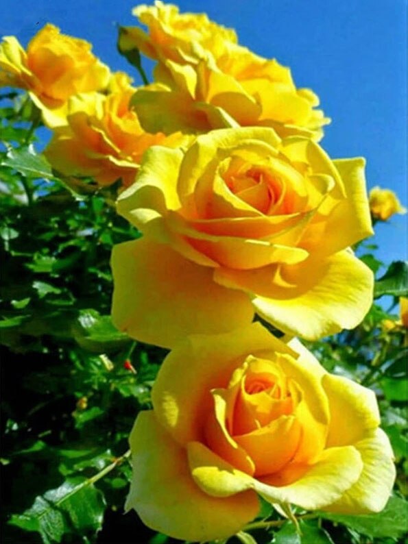 Huacan Diamant Schilderij Geel Rose Kruissteek Ste... – Vicedeal