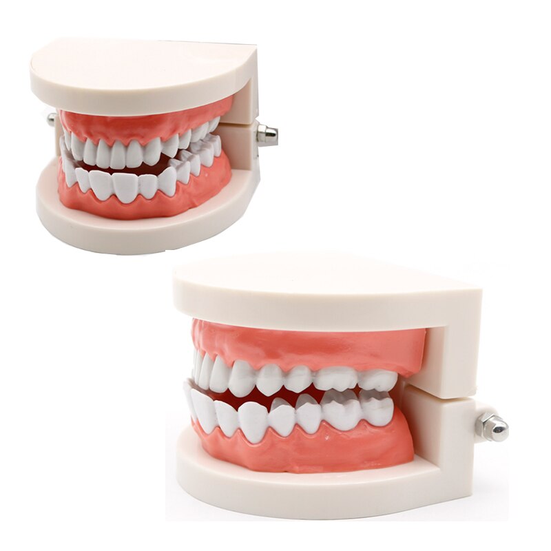 1pc 1:1 Adult Standard Dental Teaching Study Typod... – Grandado